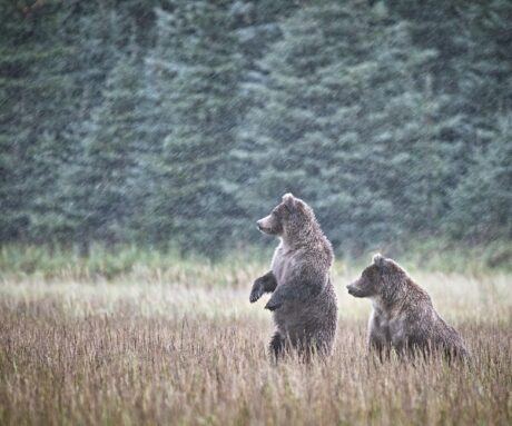 Remembering Bears – thirdfloor.it