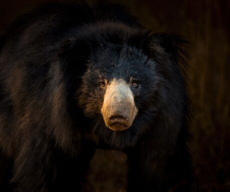 Remembering Bears – thirdfloor.it